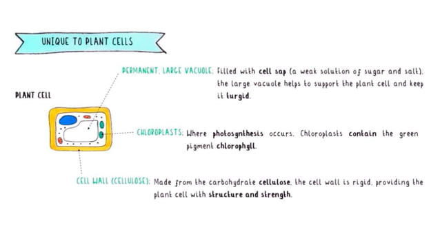 Cambridge IGCSE Biology Cells Structures & Functions.pptx | Biological Sciences | Science