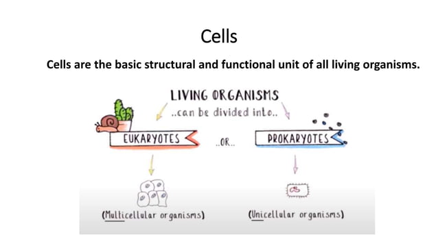 Cambridge IGCSE Biology Cells Structures & Functions.pptx | Biological Sciences | Science
