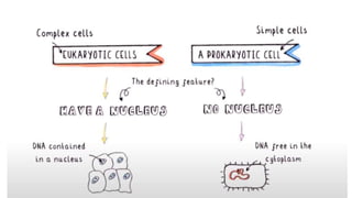 Cambridge IGCSE Biology Cells Structures & Functions.pptx