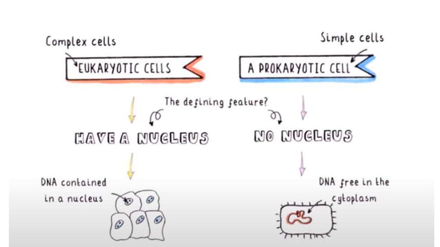 Cambridge IGCSE Biology Cells Structures & Functions.pptx | Biological Sciences | Science