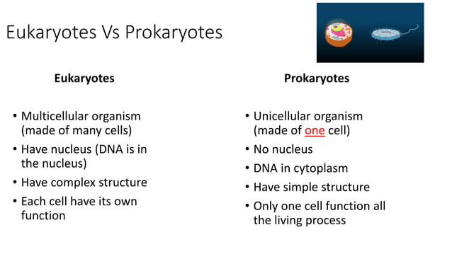 Cambridge IGCSE Biology Cells Structures & Functions.pptx | Biological Sciences | Science