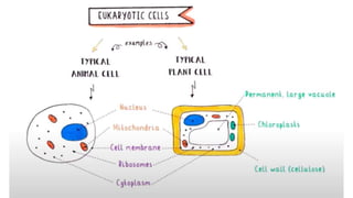 Cambridge IGCSE Biology Cells Structures & Functions.pptx | Biological ...