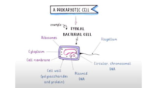 Cambridge IGCSE Biology Cells Structures & Functions.pptx