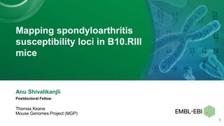 Mapping spondyloarthritis susceptibility loci in B10.RIII mice | PPT