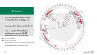 Mapping spondyloarthritis susceptibility loci in B10.RIII mice | PPT