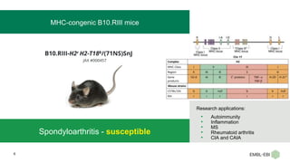 Mapping spondyloarthritis susceptibility loci in B10.RIII mice | PPT