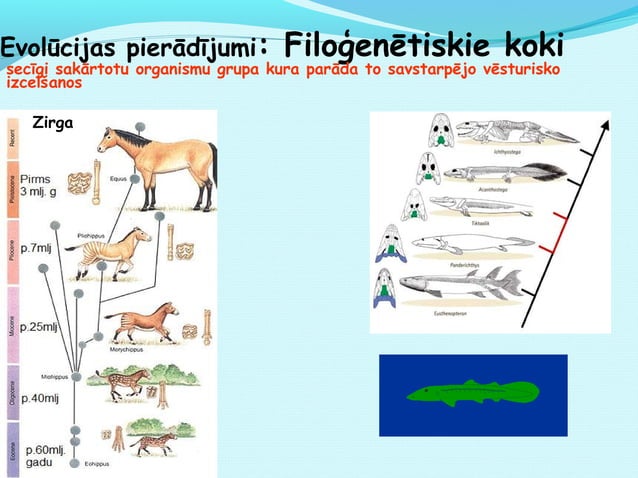 B 10 12_dzivibas_izcelsanas_evolucija | PPT