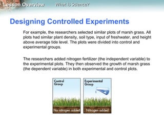 Control Group Biology Example