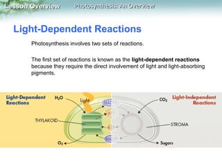 CVA Biology I - B10vrv3082 | PPT