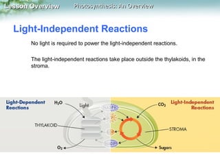 CVA Biology I - B10vrv3082 | PPT