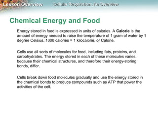 CVA Biology I - B10vrv3091 | PPT