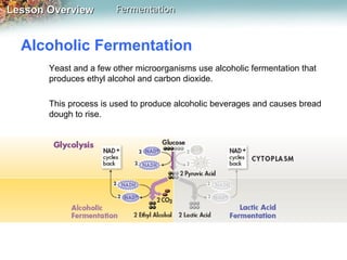 CVA Biology I - B10vrv3093 | PPT