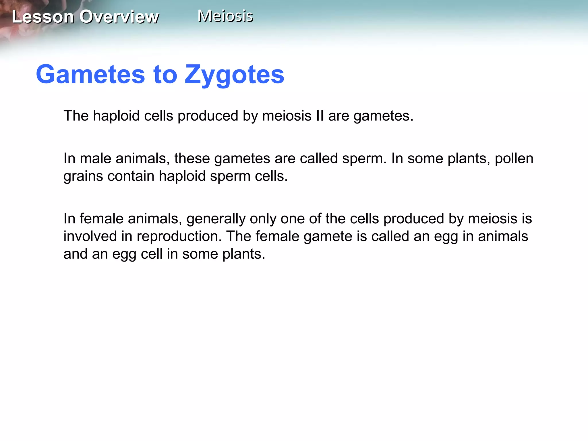 BIOLOGY CHAPTER 11.4 OVERVIEW | PPT