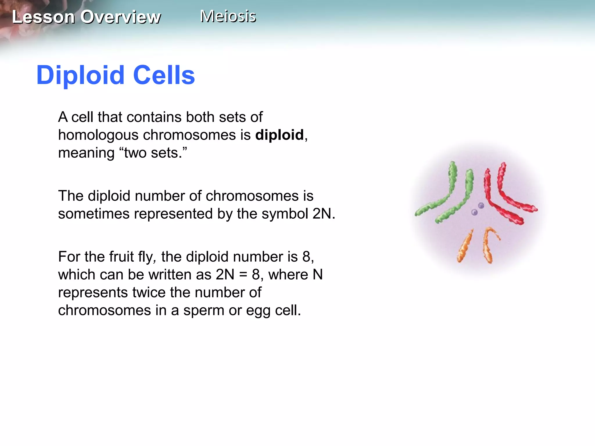 BIOLOGY CHAPTER 11.4 OVERVIEW | PPT