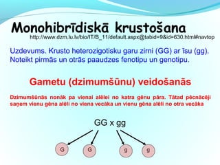 B 11 12_genetika_monohibr_krust | PPT