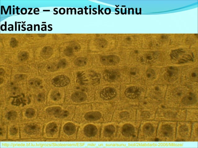 B 11 9_sjuunu_daliisanaas | PPT