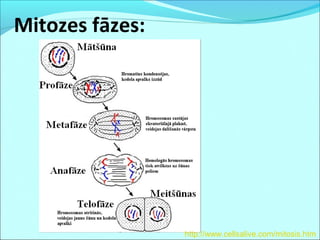B 11 9_sjuunu_daliisanaas | PPT