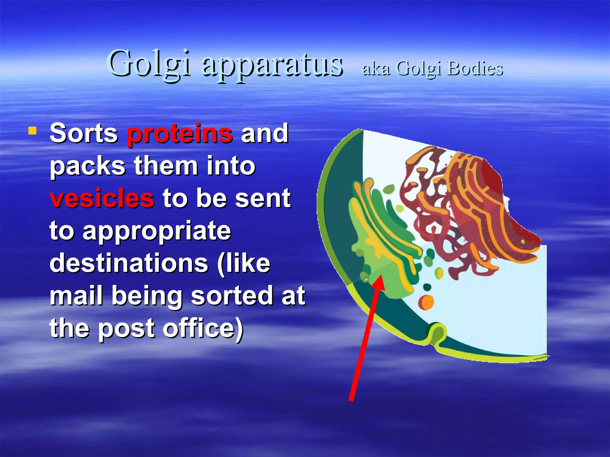 B14 eukaryotic cell structure powerpoint | PPT