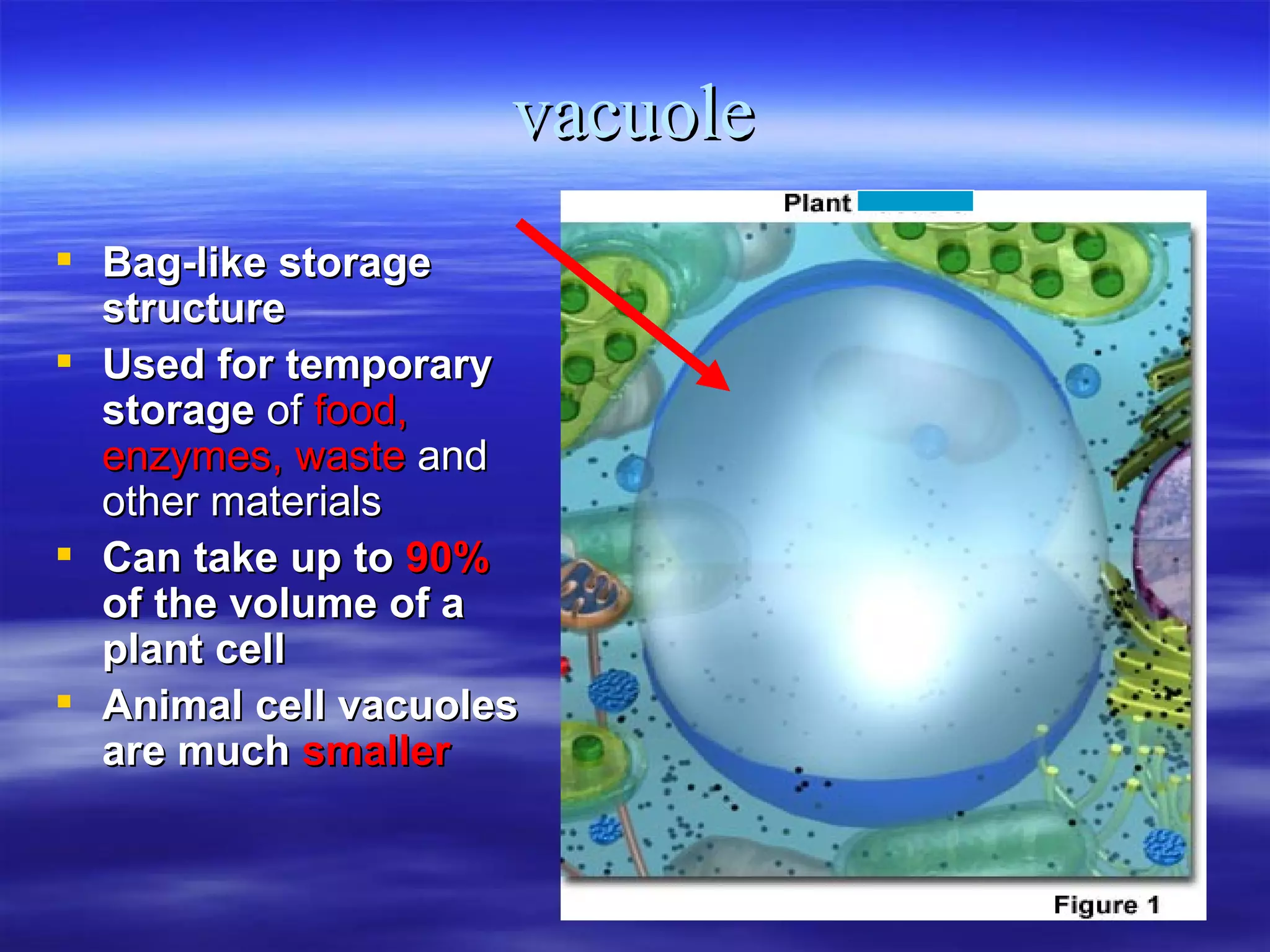 B14 eukaryotic cell structure powerpoint | PPT