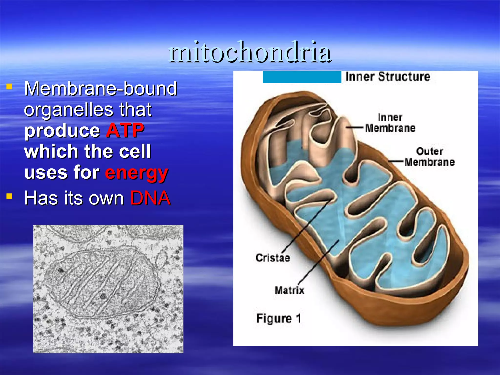 B14 eukaryotic cell structure powerpoint | PPT