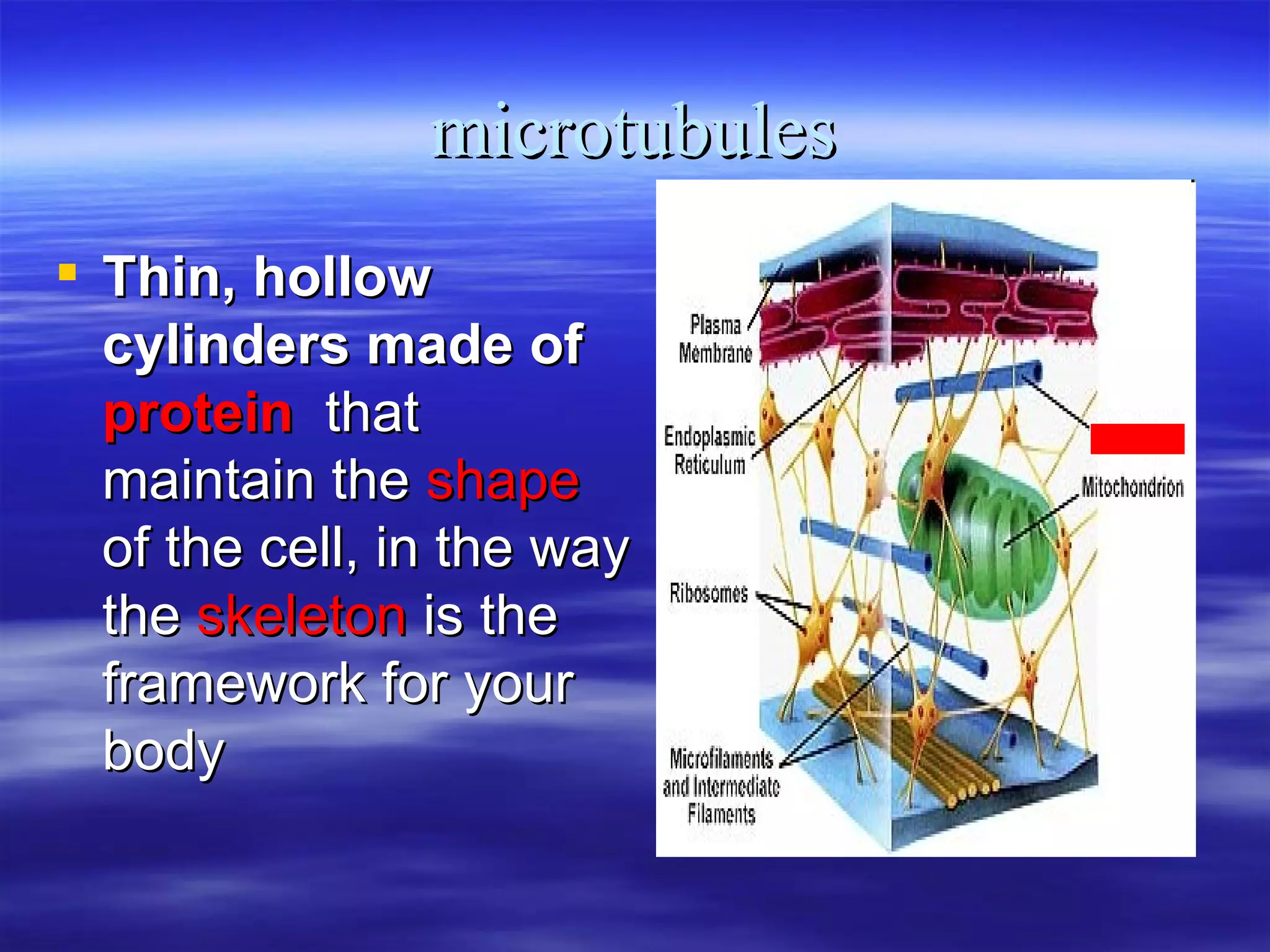 B14 eukaryotic cell structure powerpoint | PPT