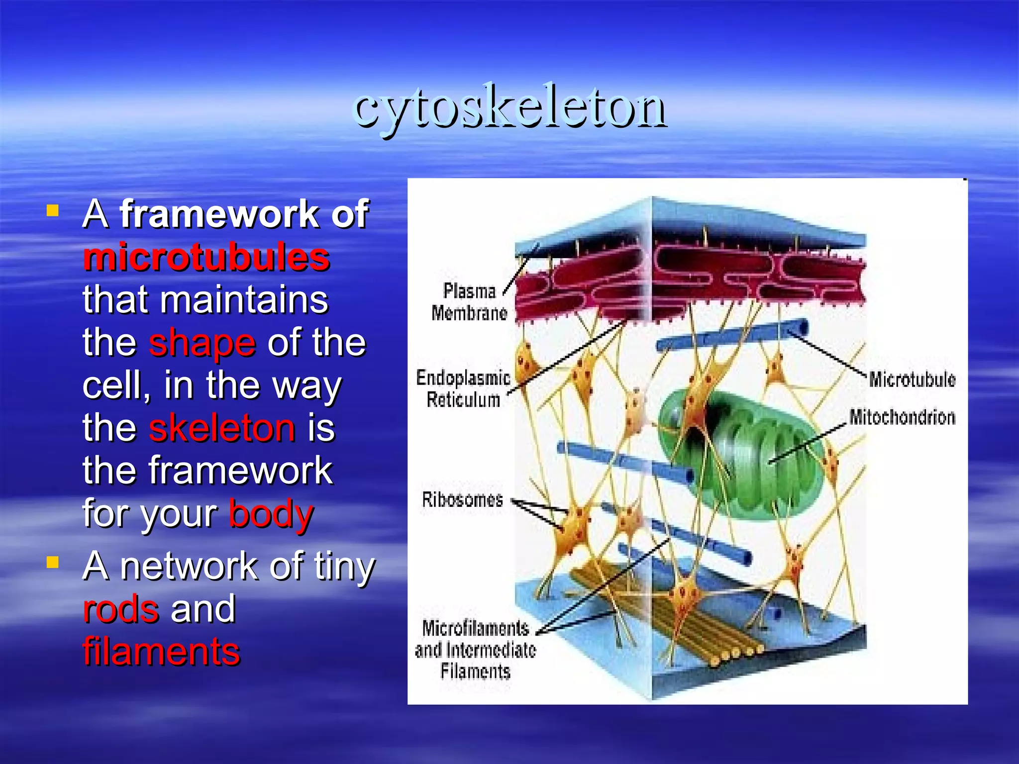 B14 eukaryotic cell structure powerpoint | PPT