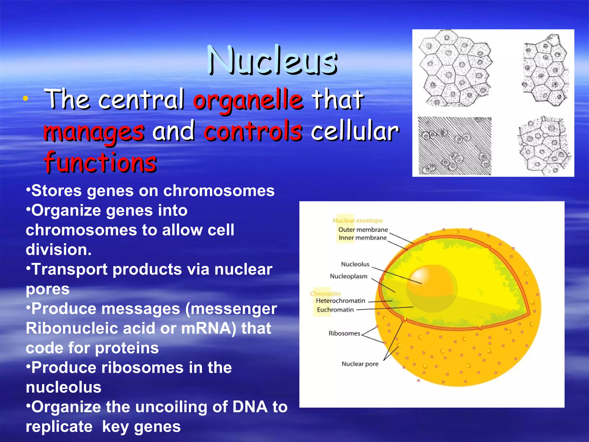 B14 eukaryotic cell structure powerpoint | PPT