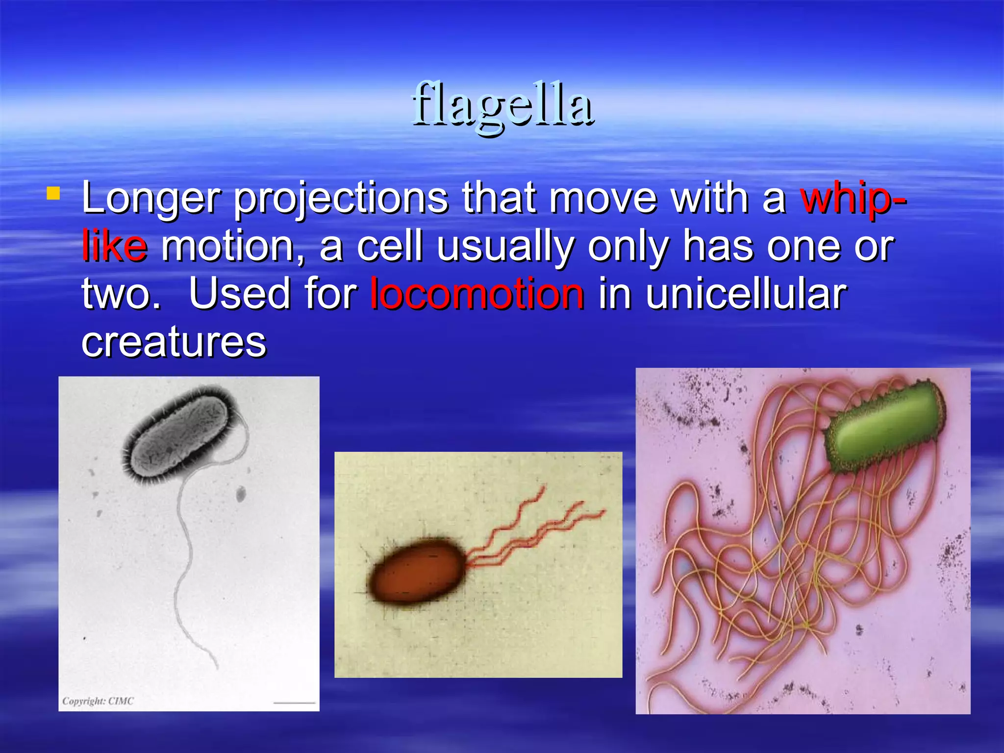B14 eukaryotic cell structure powerpoint | PPT