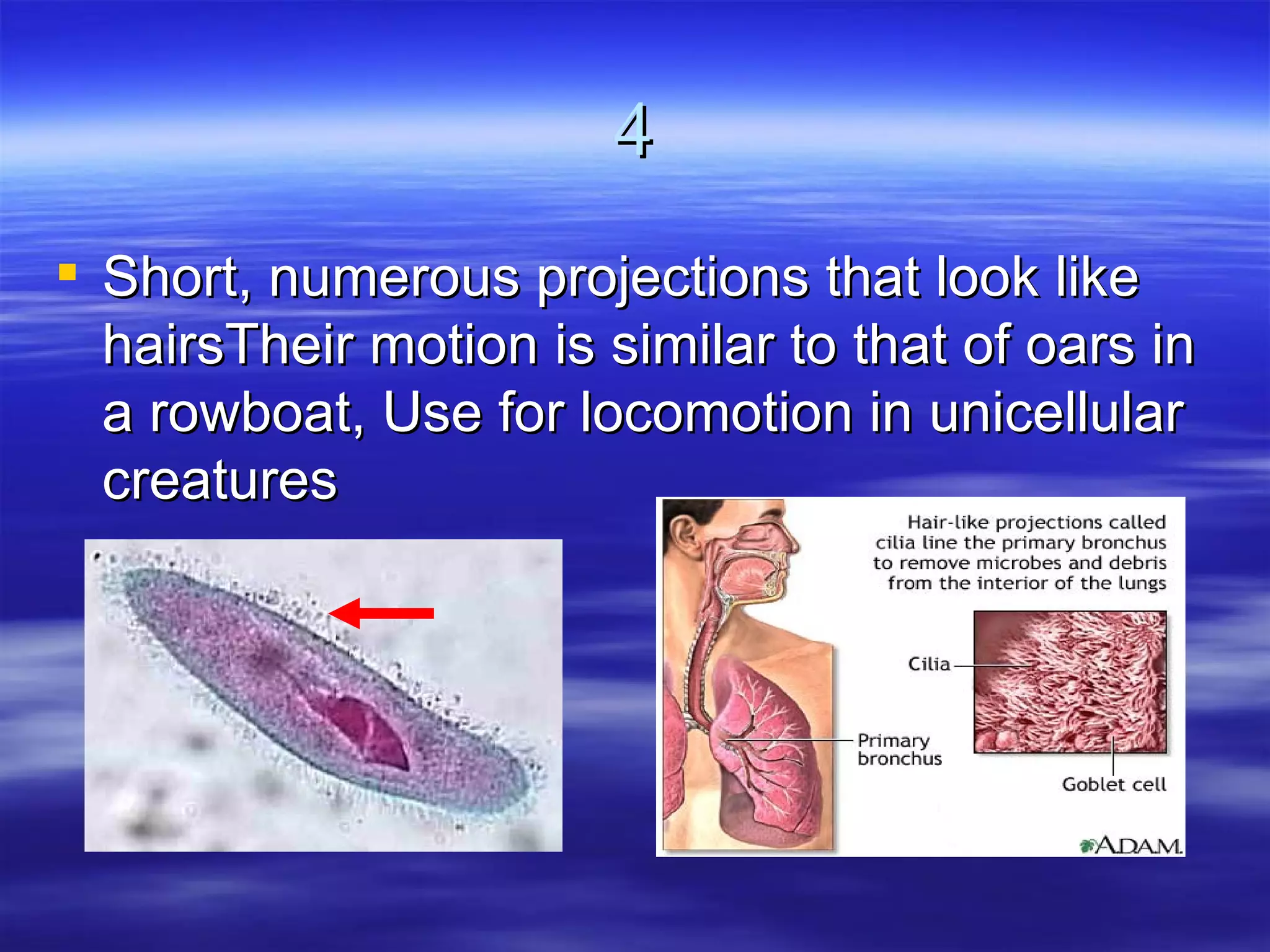 B14 eukaryotic cell structure powerpoint | PPT