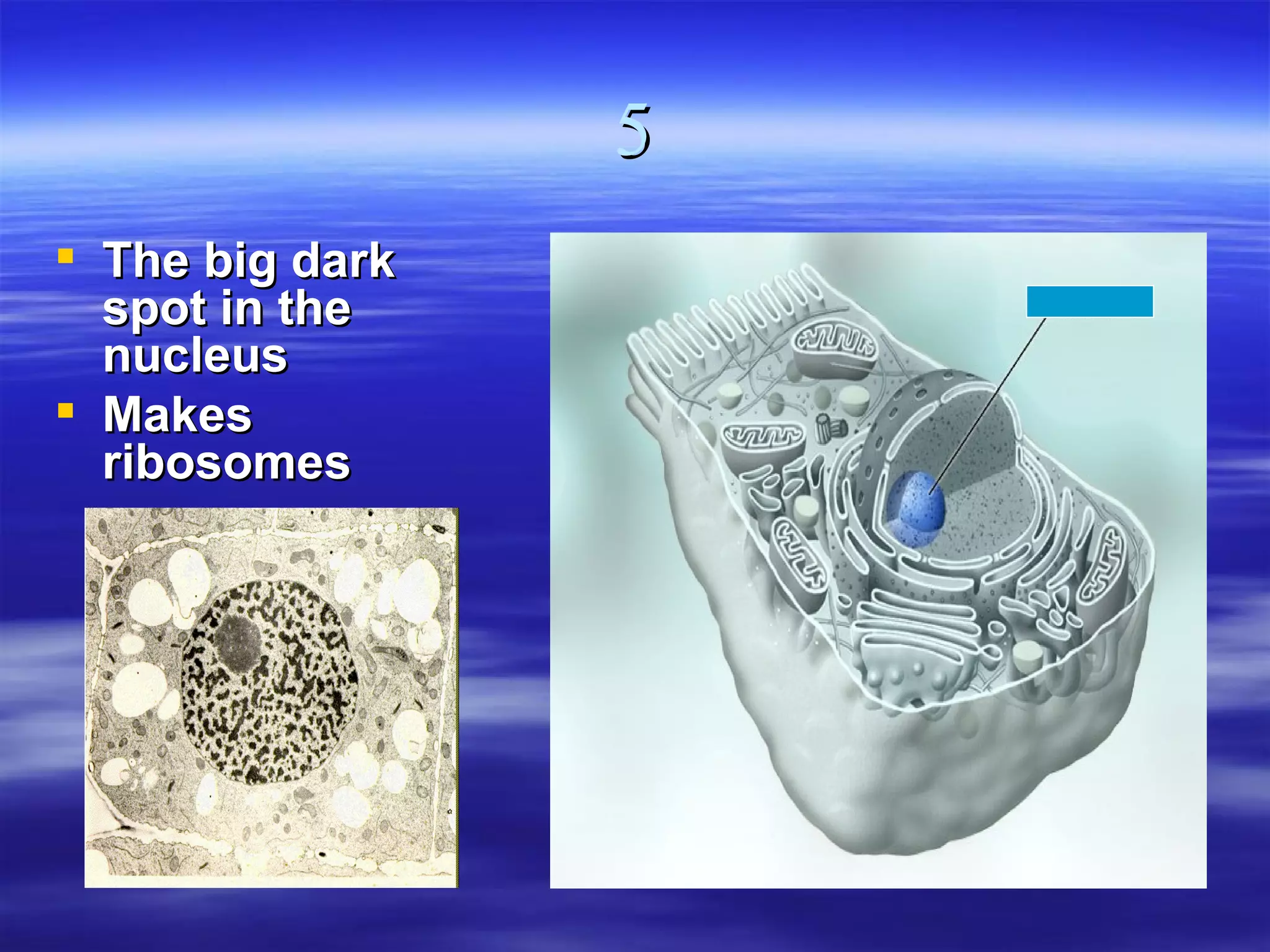 B14 eukaryotic cell structure powerpoint | PPT
