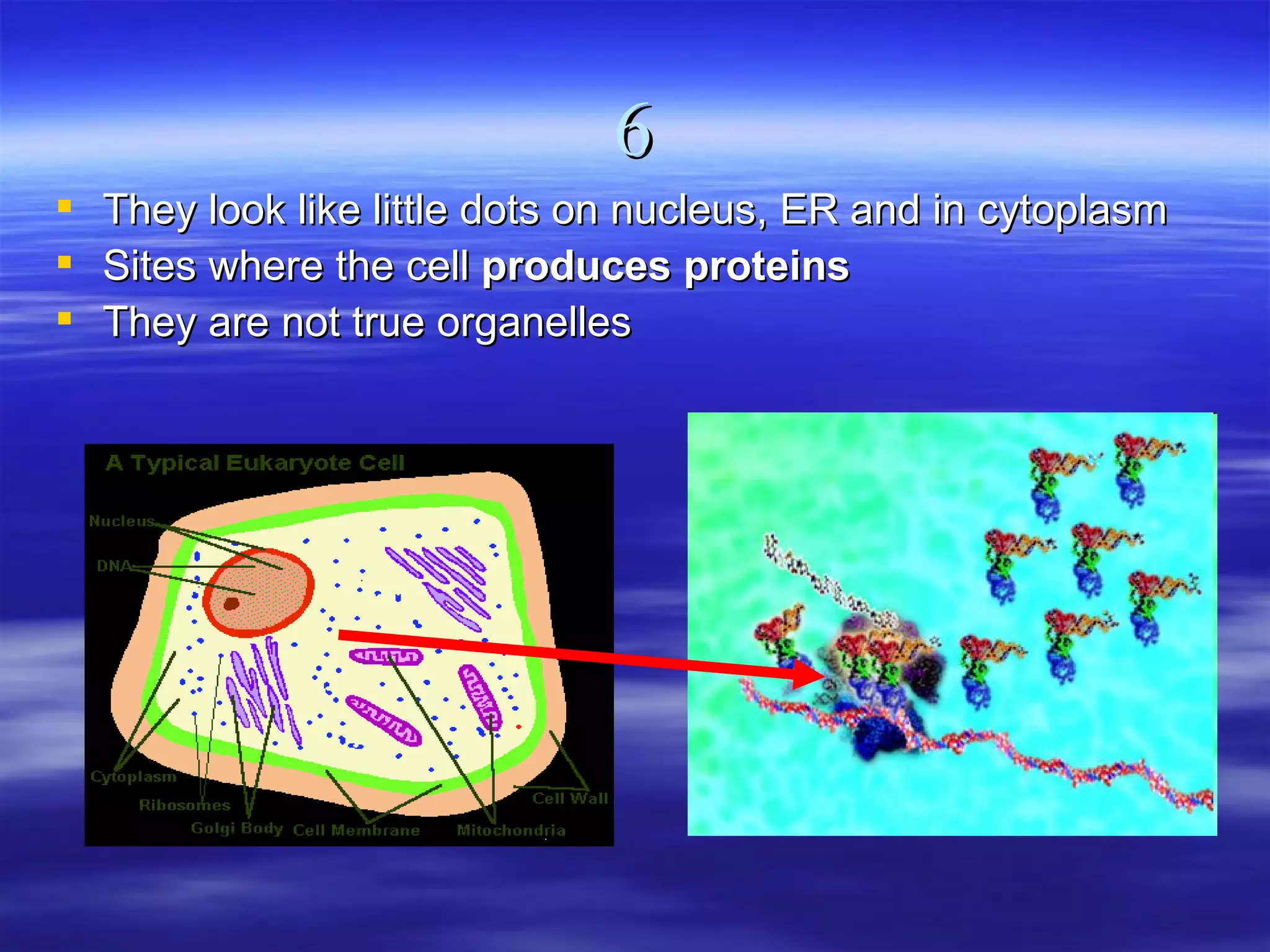 B14 eukaryotic cell structure powerpoint | PPT