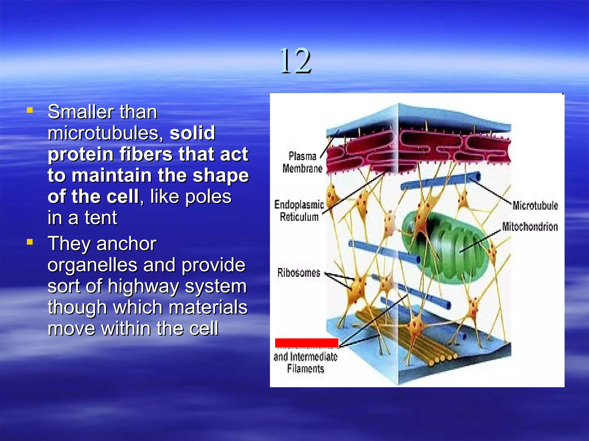 B14 eukaryotic cell structure powerpoint | PPT
