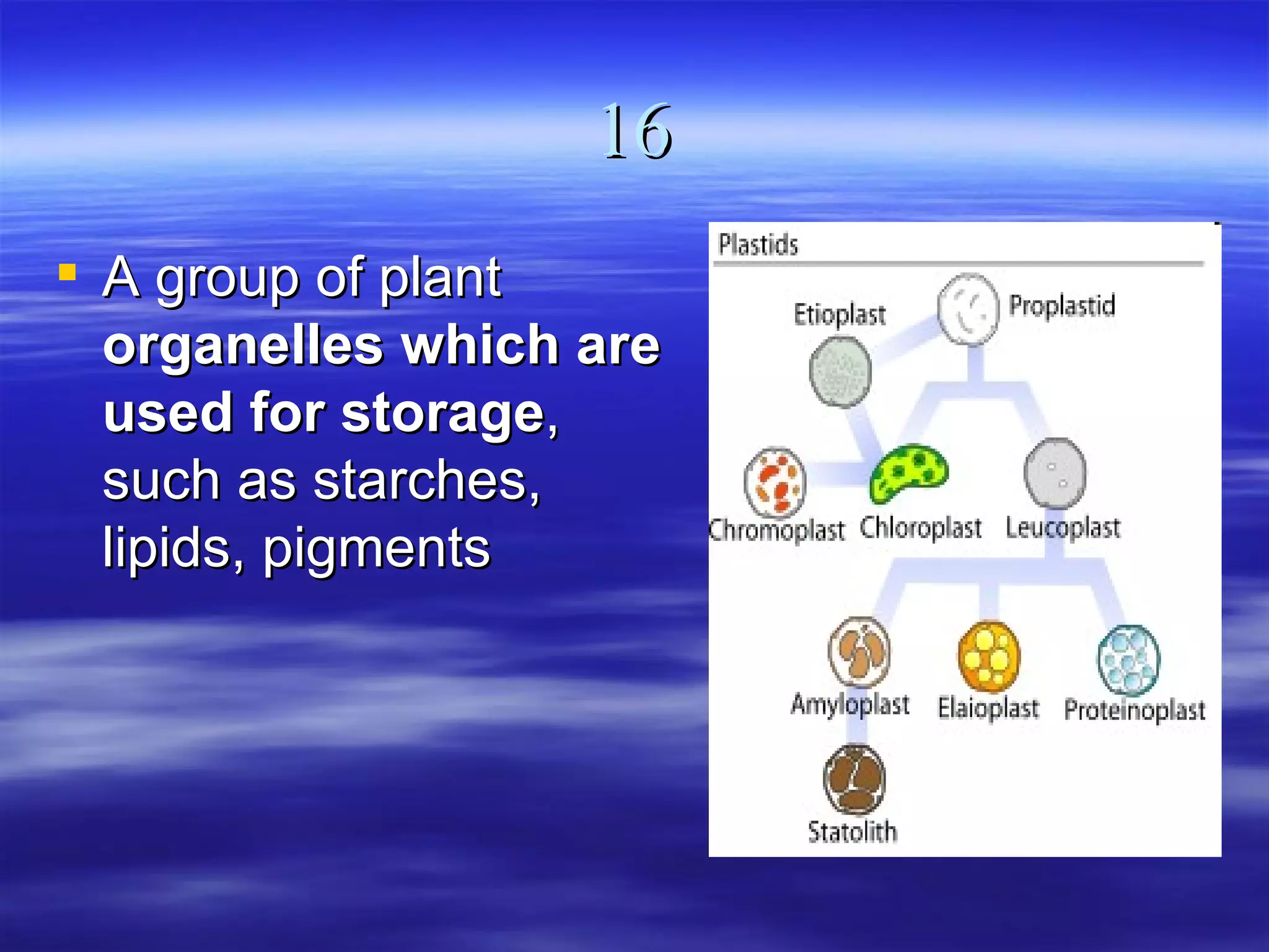 B14 eukaryotic cell structure powerpoint | PPT