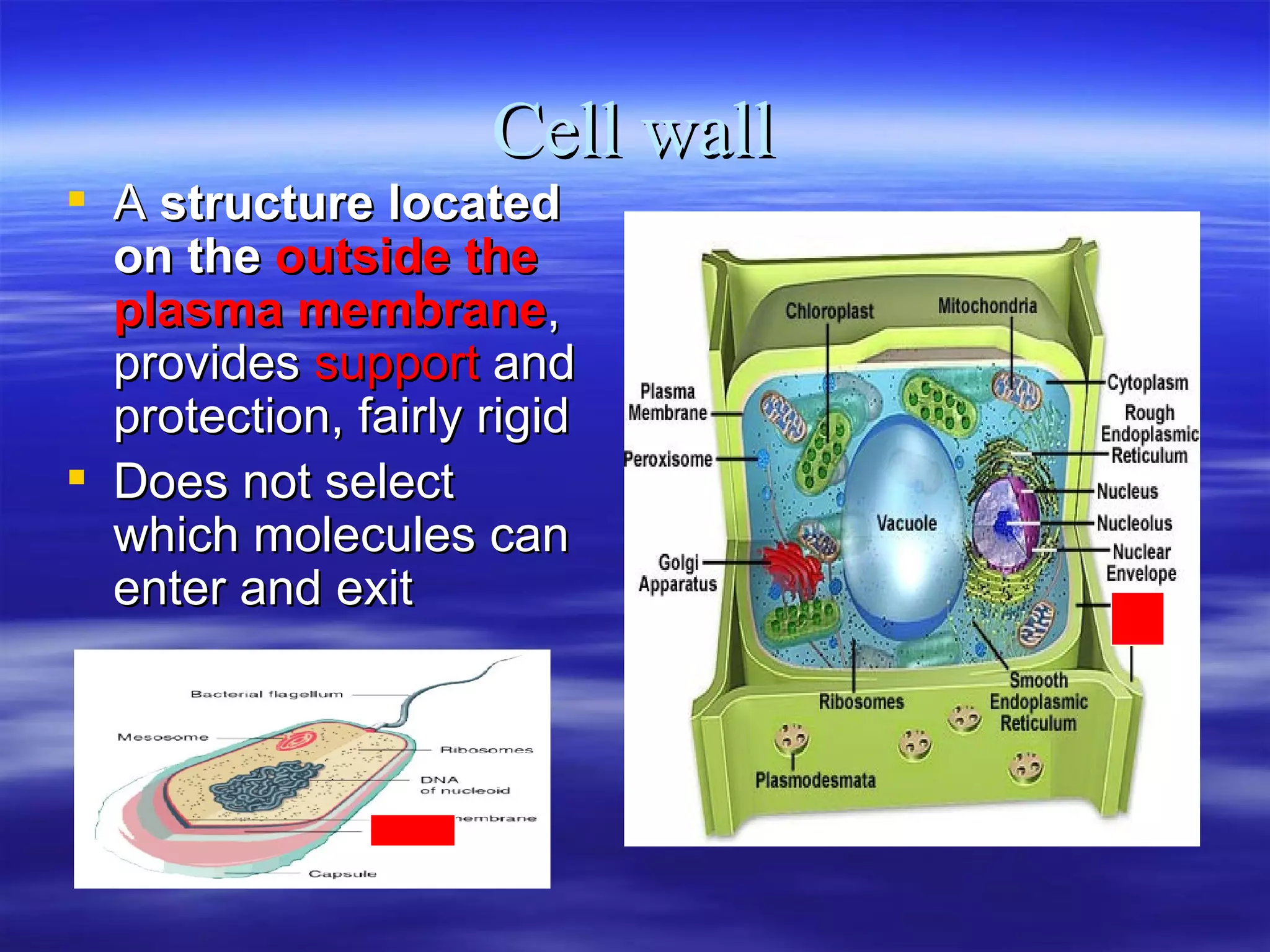 B14 eukaryotic cell structure powerpoint | PPT