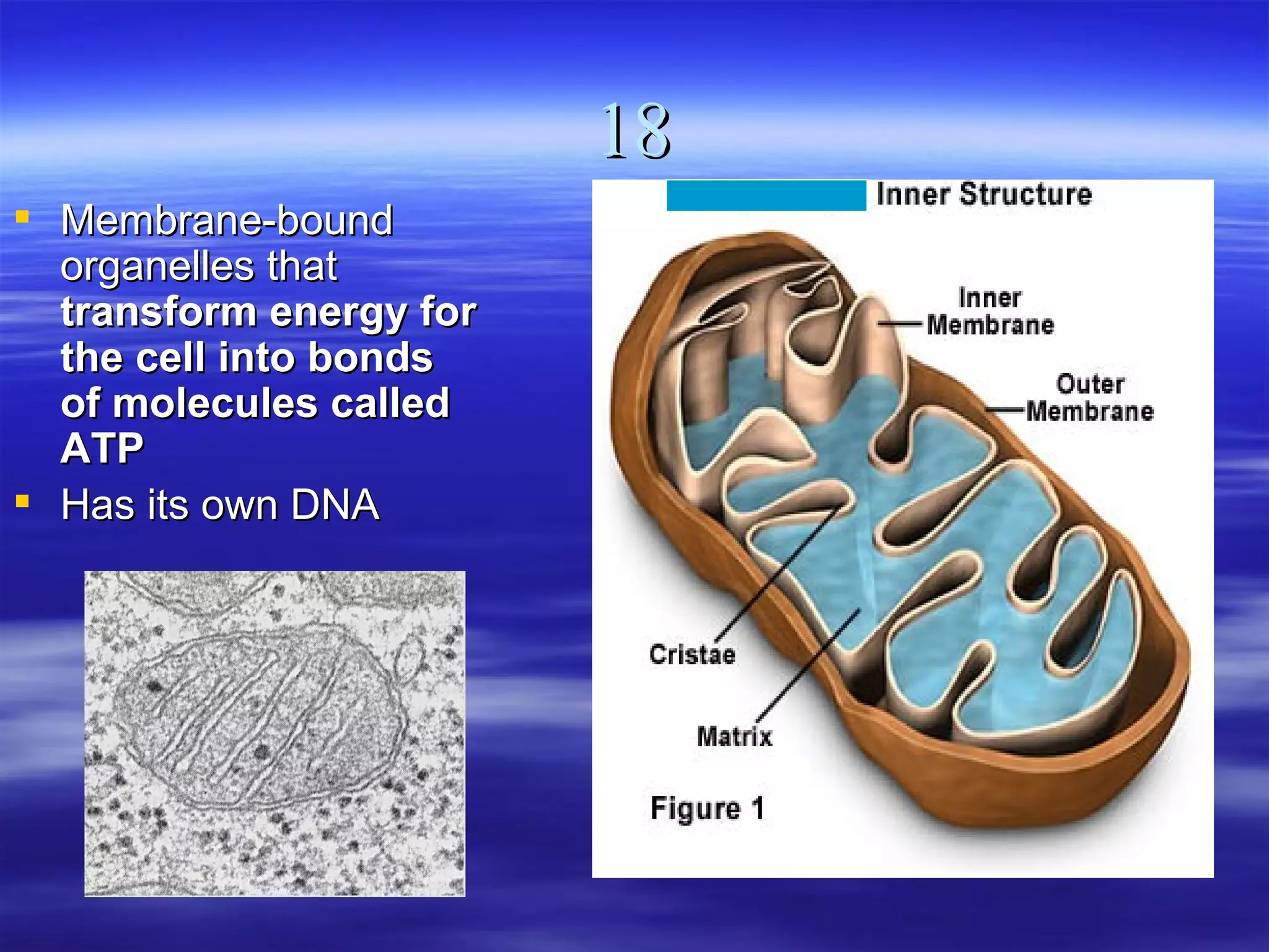 B14 eukaryotic cell structure powerpoint | PPT