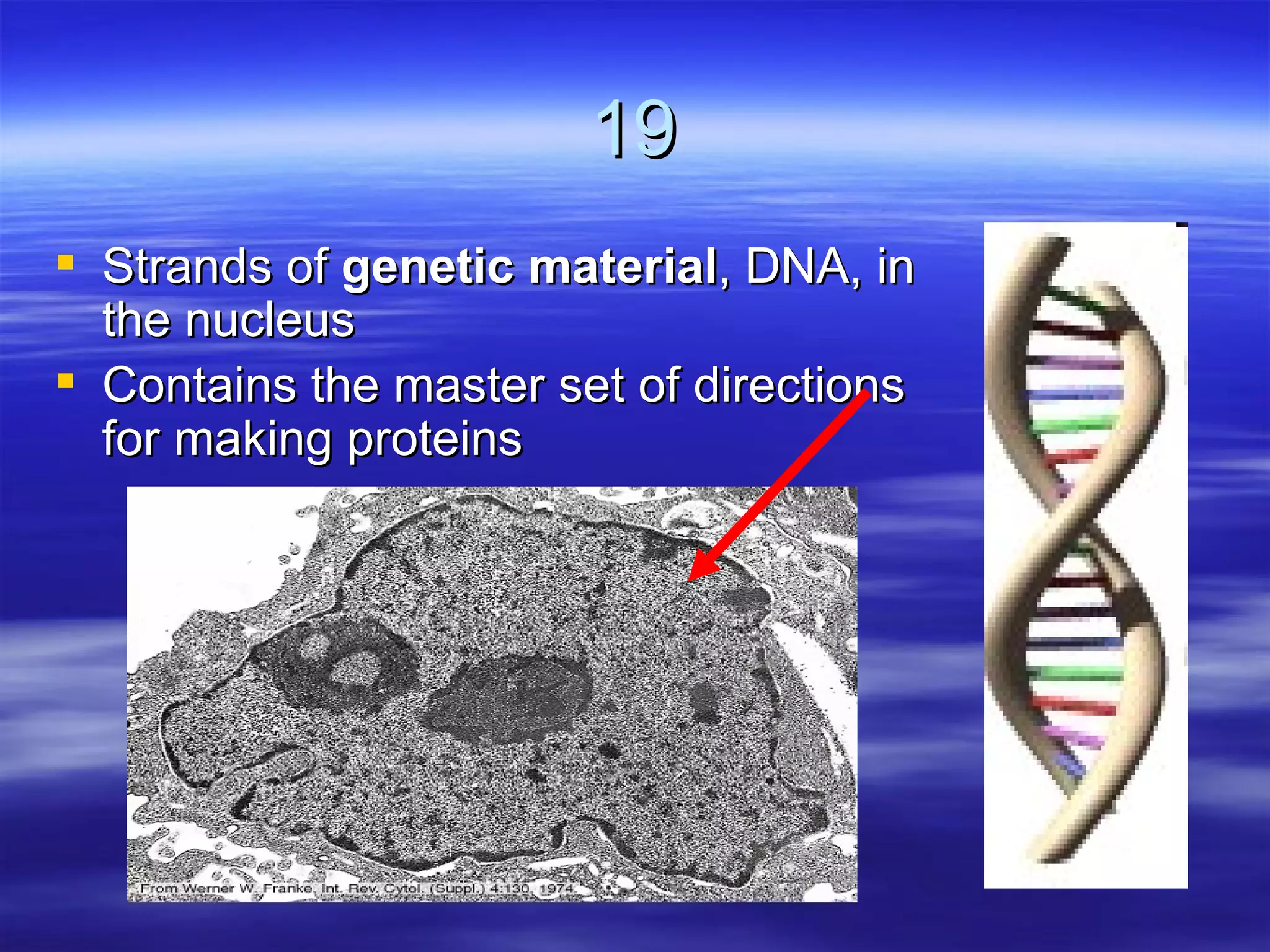 B14 eukaryotic cell structure powerpoint | PPT