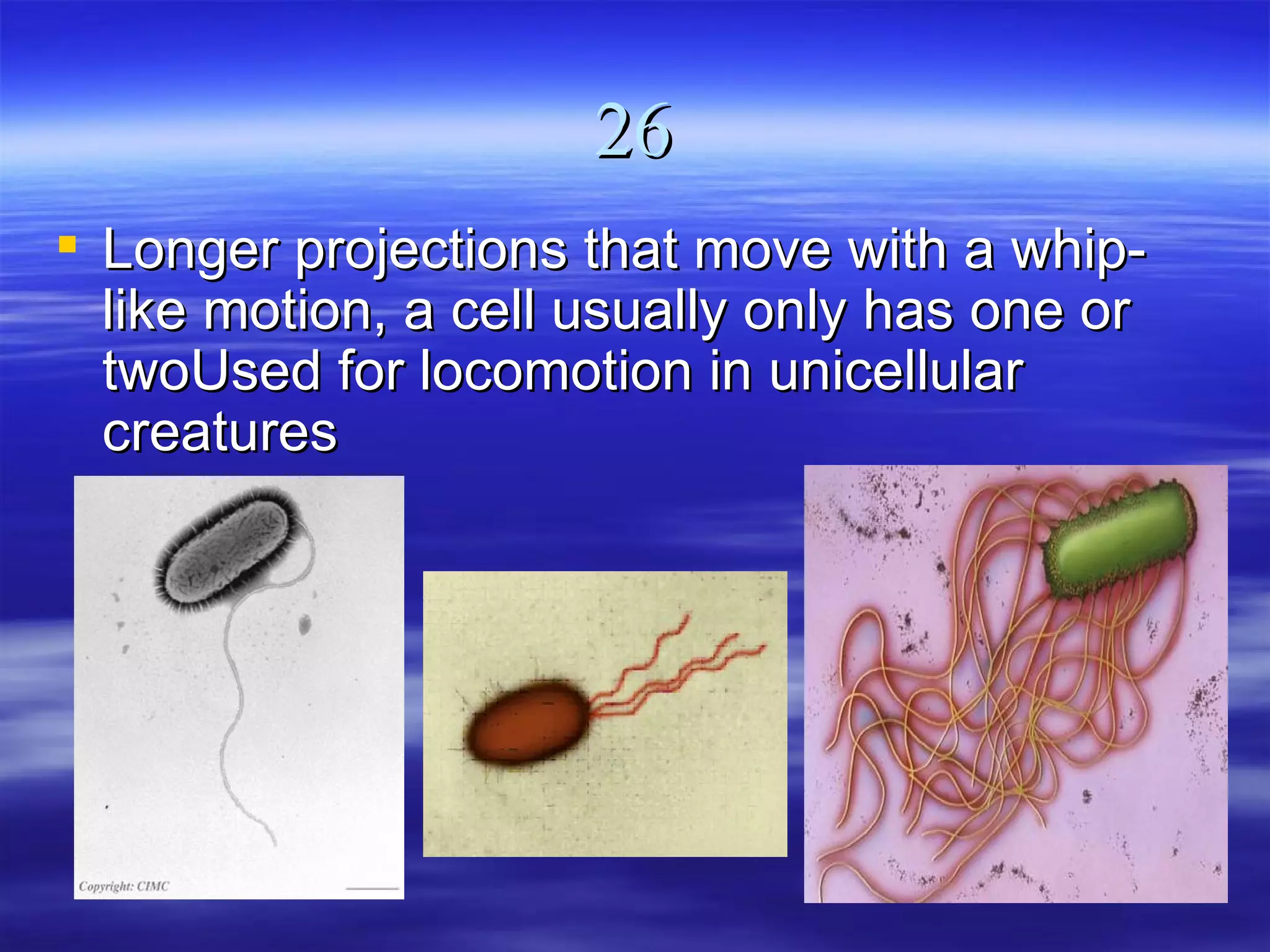 B14 eukaryotic cell structure powerpoint | PPT