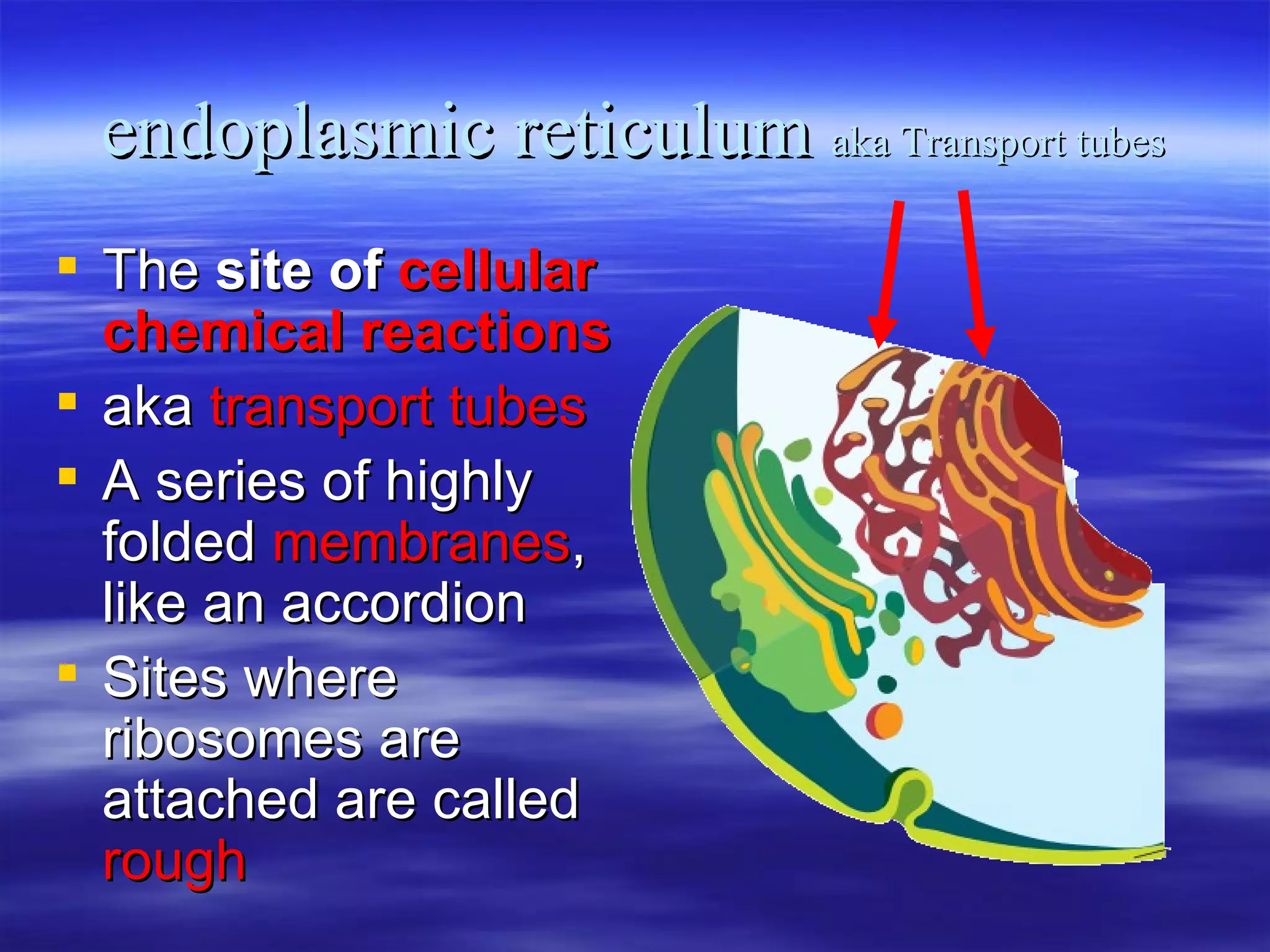 B14 eukaryotic cell structure powerpoint | PPT