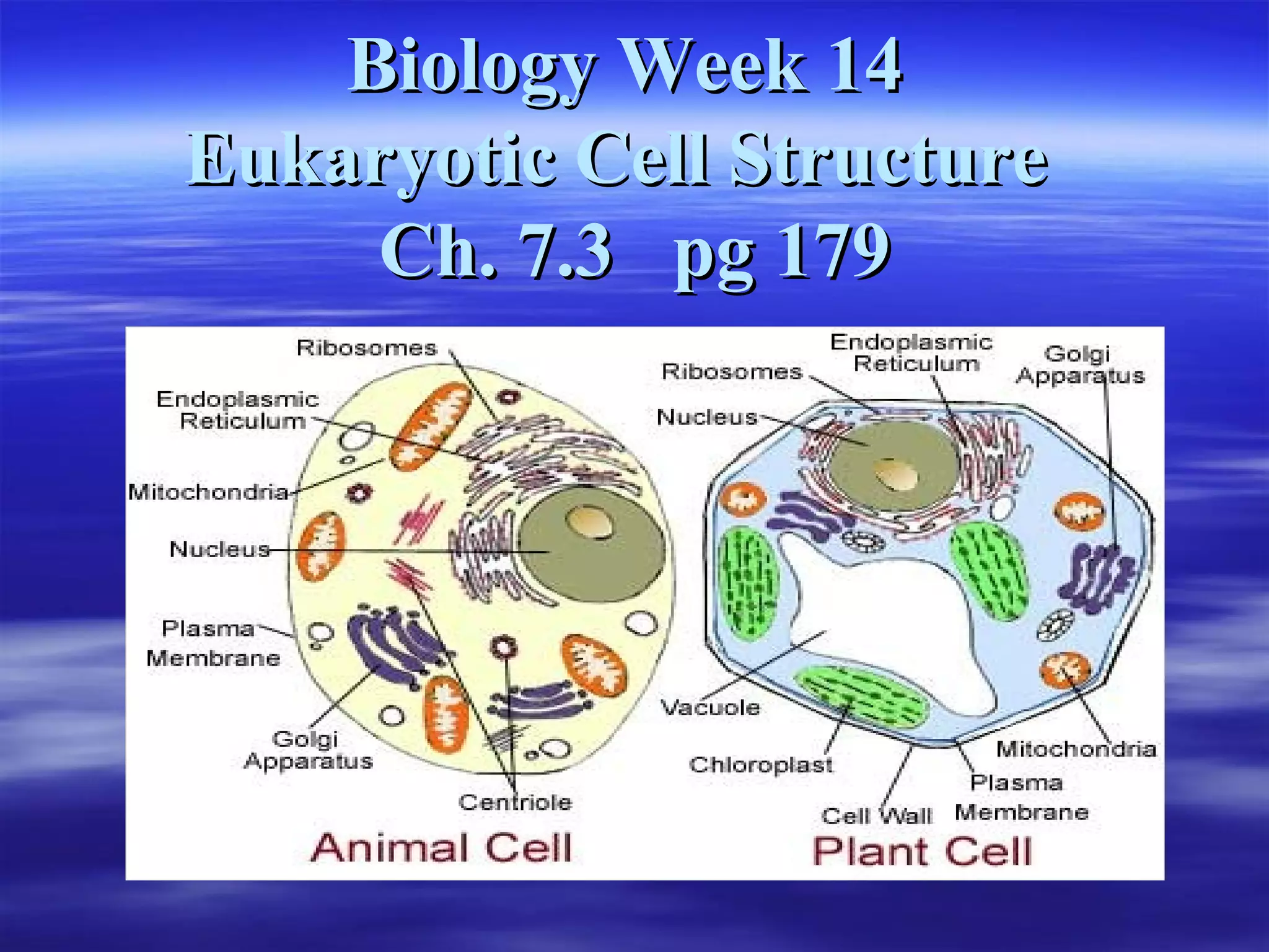 B14 eukaryotic cell structure powerpoint | PPT