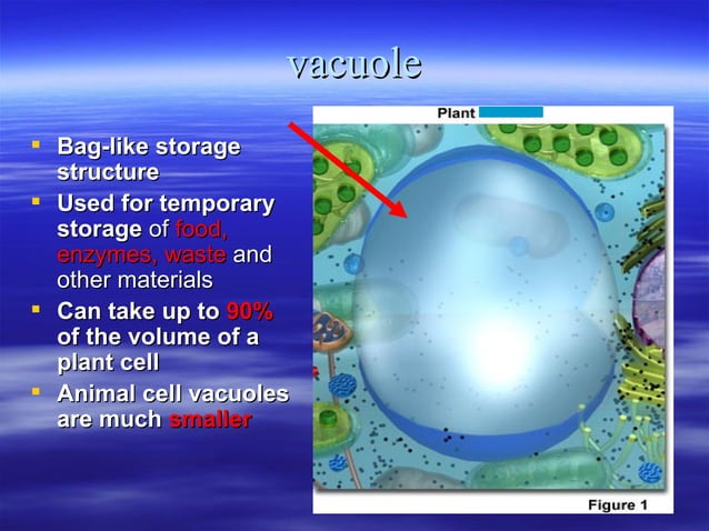B14 eukaryotic cell structure powerpoint | PPT
