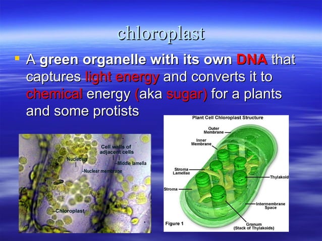 B14 eukaryotic cell structure powerpoint | PPT