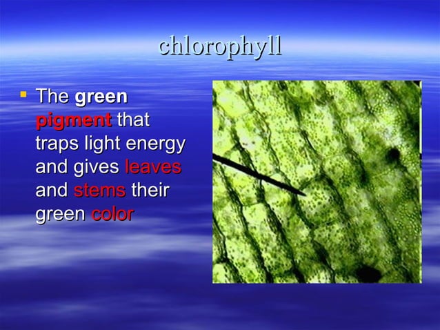 B14 eukaryotic cell structure powerpoint | PPT