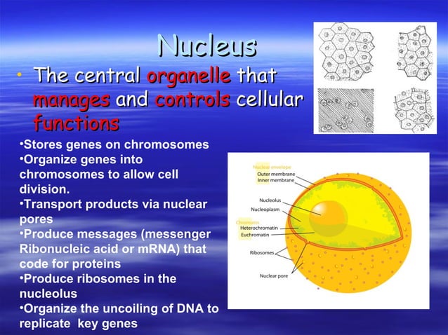 B14 eukaryotic cell structure powerpoint | PPT