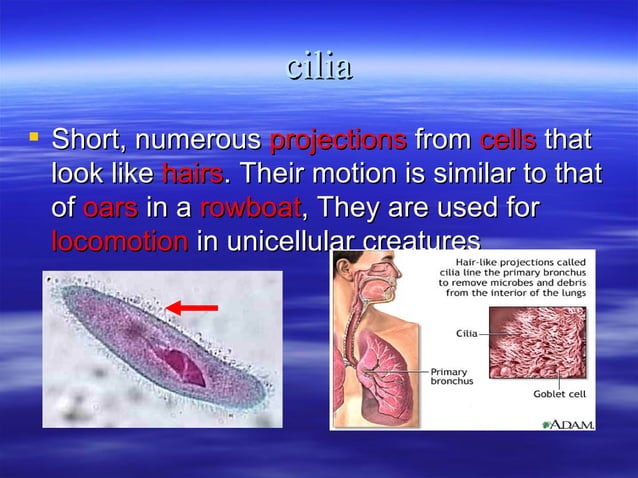 B14 eukaryotic cell structure powerpoint | PPT