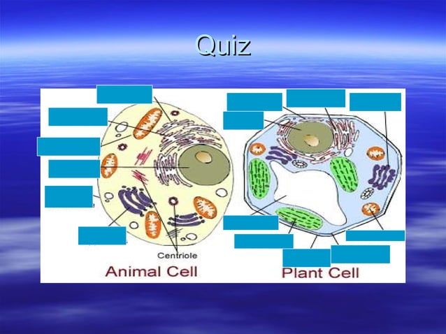 B14 eukaryotic cell structure powerpoint | PPT