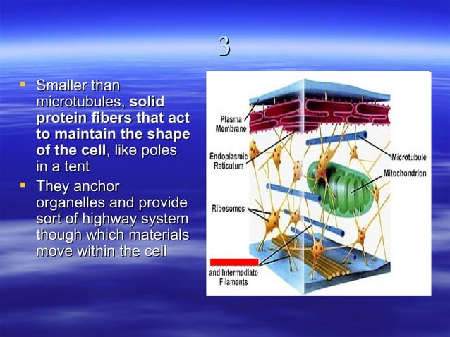 B14 eukaryotic cell structure powerpoint | PPT