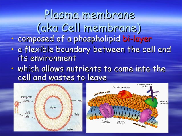 B14 eukaryotic cell structure powerpoint | PPT