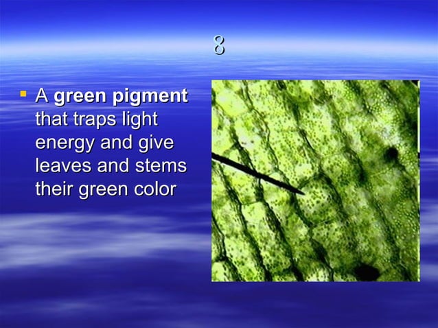 B14 eukaryotic cell structure powerpoint | PPT