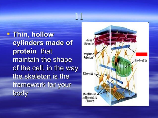 B14 eukaryotic cell structure powerpoint | PPT