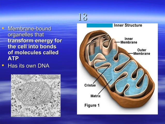 B14 eukaryotic cell structure powerpoint | PPT